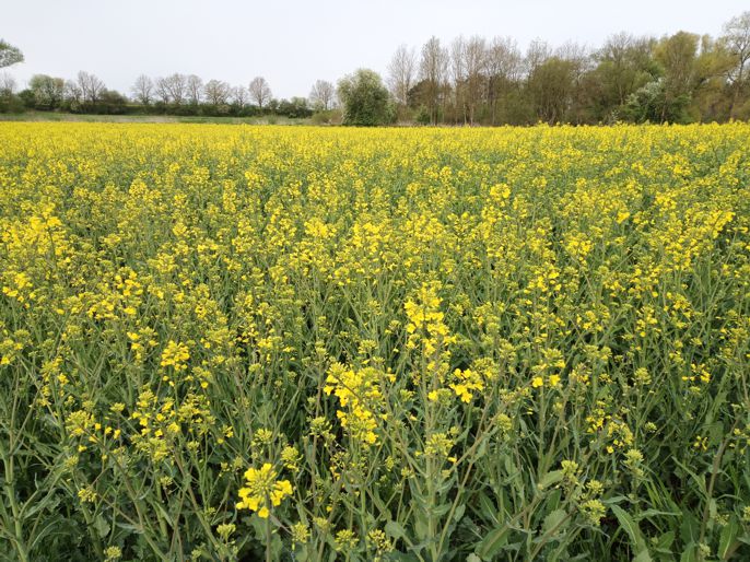 Bayerische Pollenflug-App - inn-sider.com