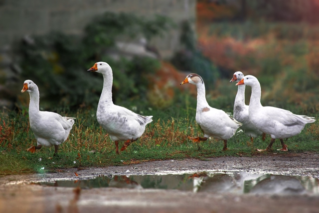 Der Gänsebraten ist oft nur noch ein Abfallprodukt - inn-sider.com