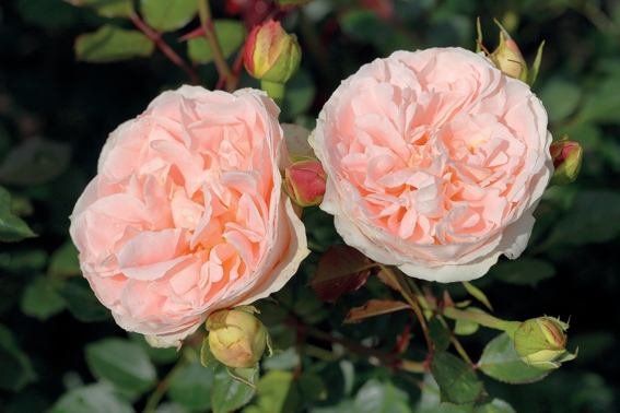 Die Rose – eine echte ‚Klimaheldin‘ - inn-sider.com