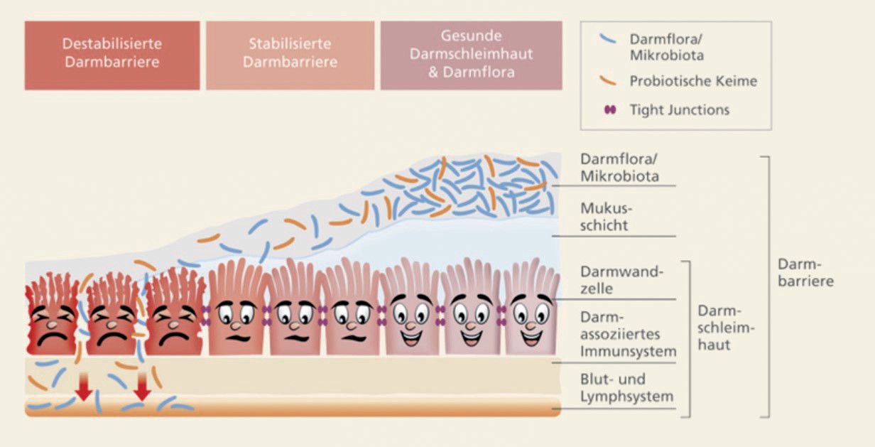 Myrrhe repariert durchlässige Darmbarriere und lindert so Durchfall und ...